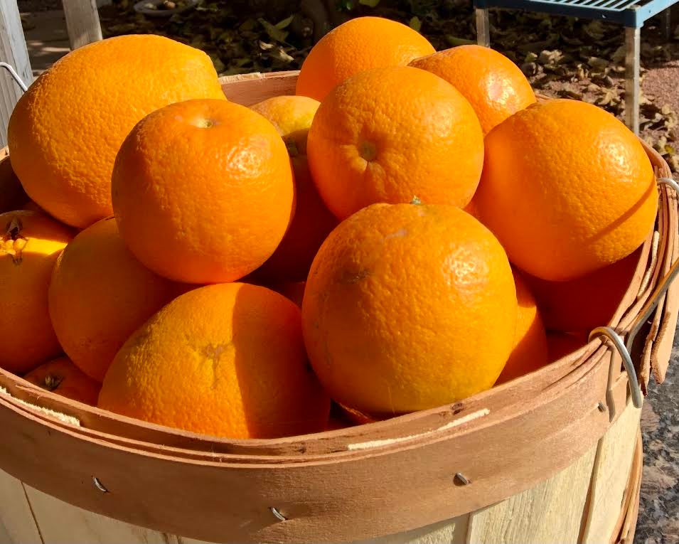 Navel Oranges | Gallery of Food Online Store
